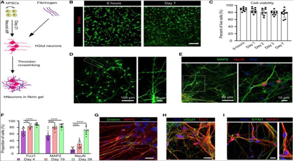 Neuroscience: 3D Bioprinting of Human Neural Tissues